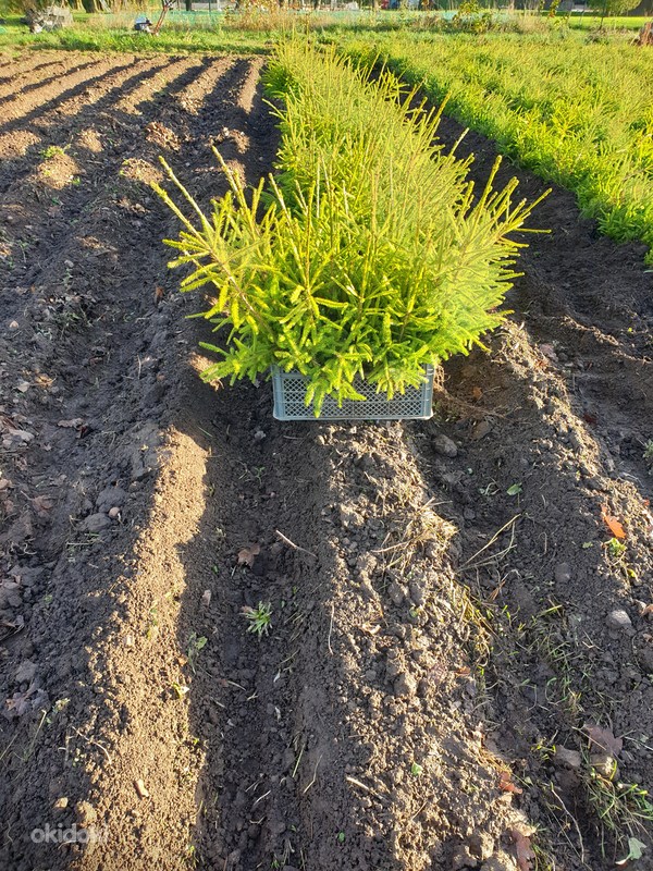 Kuusetaimed. - Tartu, Taimed – okidoki