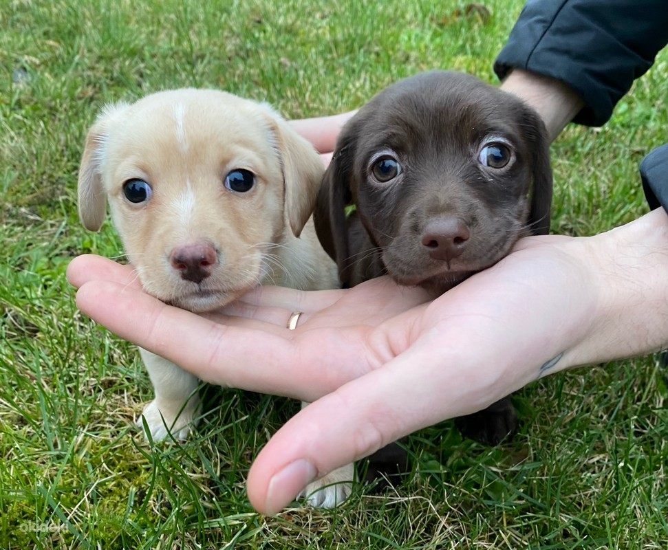 Väikest kasvu koera kutsikad otsivad kodu - Rakvere, Lääne-Virumaa ...