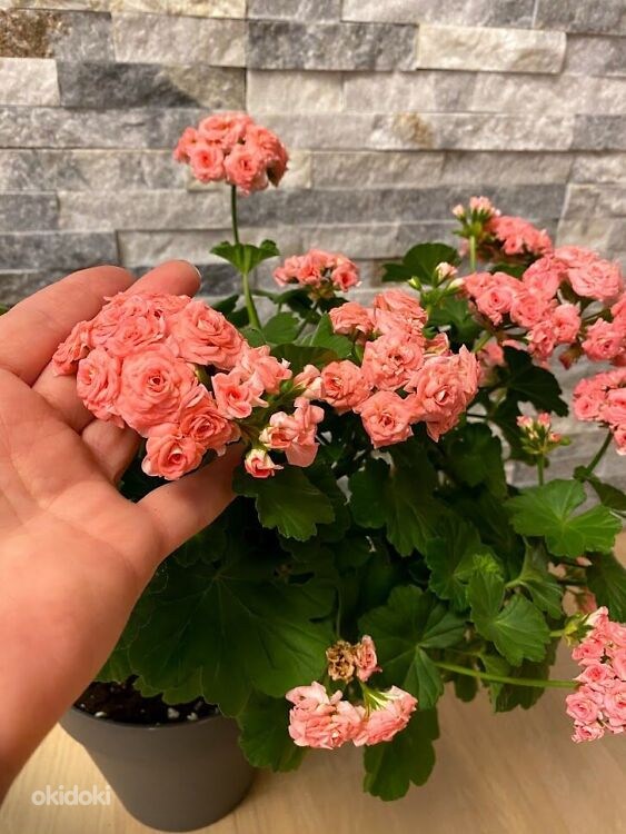 Пеларгония/Pelargoon/Pelargonium - Tallinn, Растения – okidoki