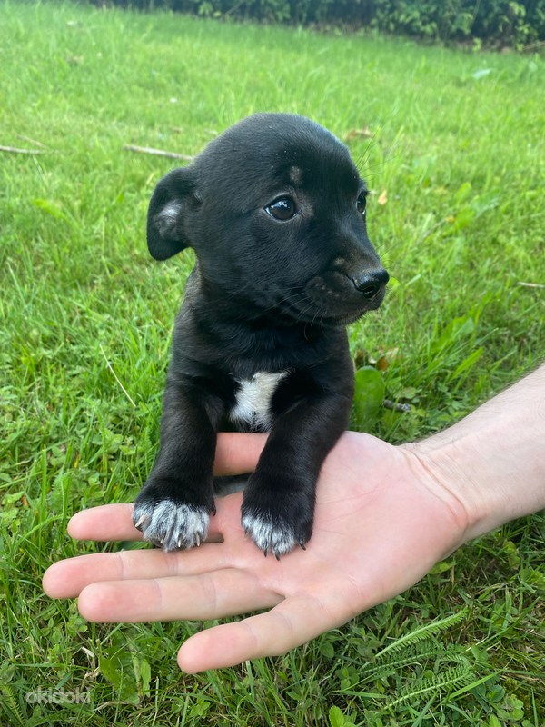VÄIKESE KOERA KUTSIKAS - Tallinn, Koerad – okidoki