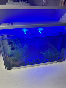 Müüme akvaariumi koos kalade, vetikate ja kõige muu vajalikuga ...