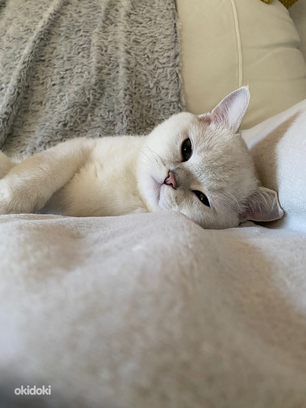 Briti lühikarvaline - Tallinn, Kassid – okidoki