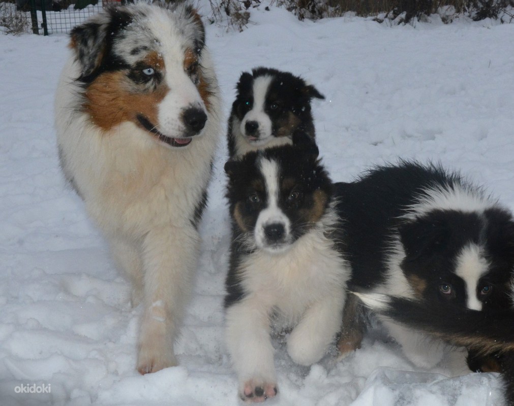 Austraalia lambakoera kutsikaid - Tallinn, Koerad – okidoki