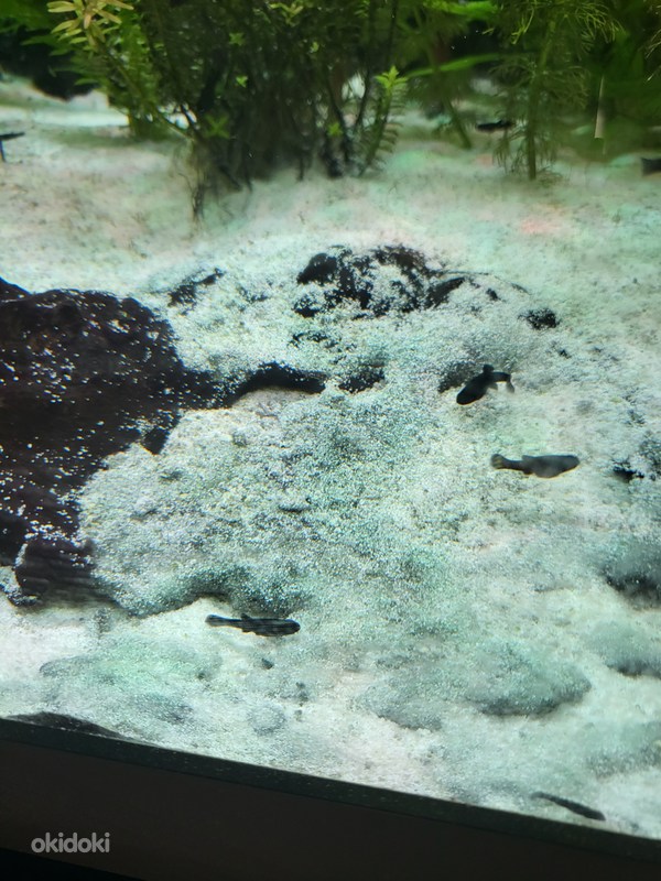 Poecilia sphenops - must molli - Tallinn - Loomad, Akvaarium osta ja ...