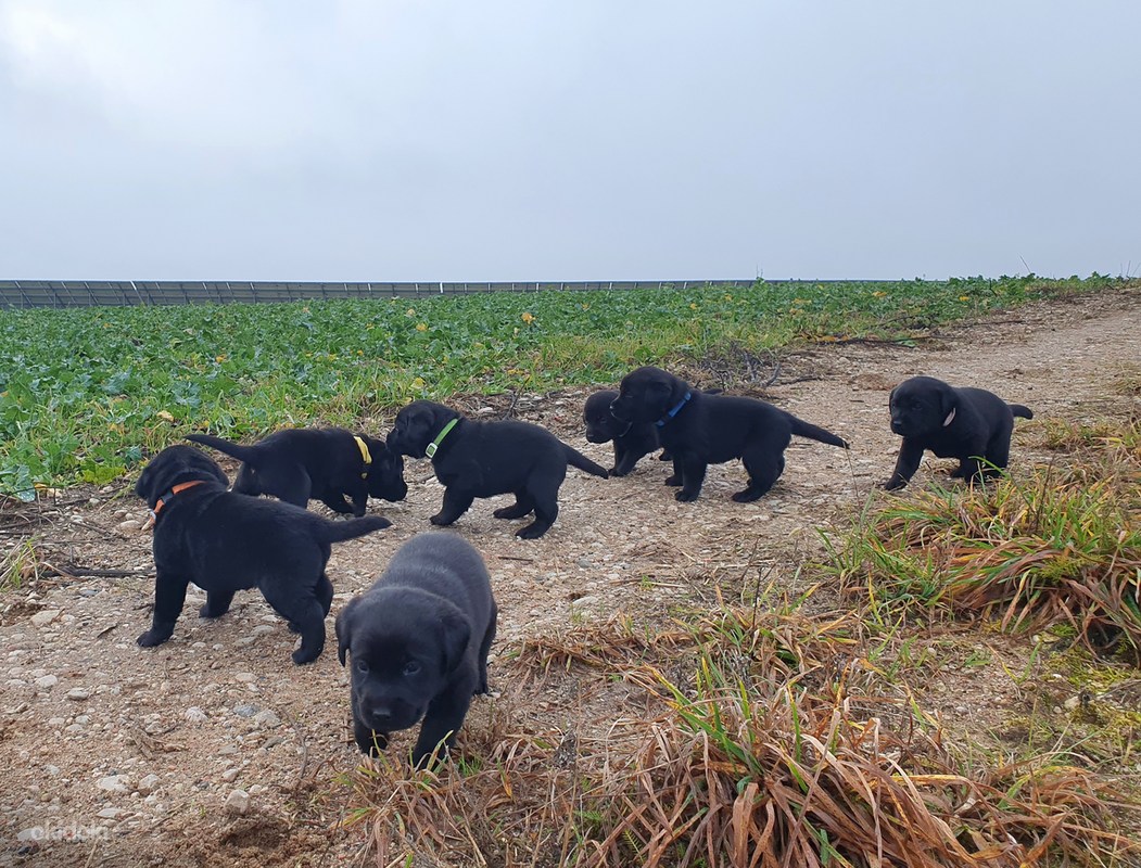 Labradori retriiver / Labrador kontrollitud vanematelt - Tapa, Tapa ...