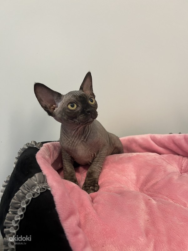 Kanādas sfinksa - Rīga - Dzīvnieki, Kaķi pirkt un pārdot – okidoki