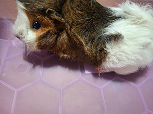 Müüa merisiga - Kohtla-Järve, Ida-Virumaa, Närilised – okidoki