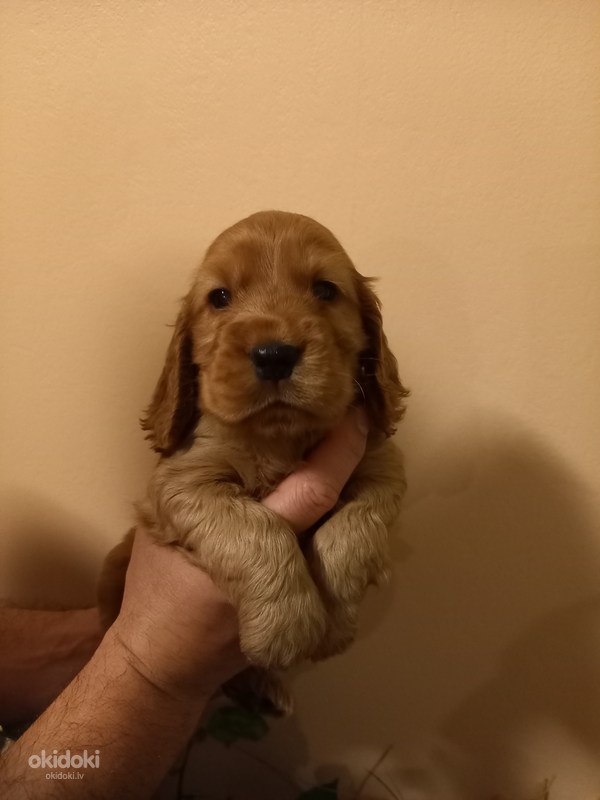 Angļu kokerspaniels - Preiļi, Preiļu novads, Suņi – okidoki