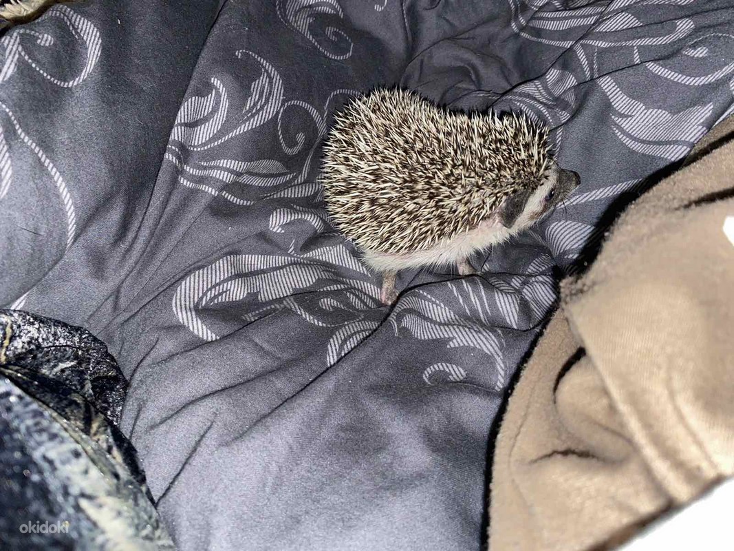 Siil - Tallinn, Eksootilised loomad – okidoki