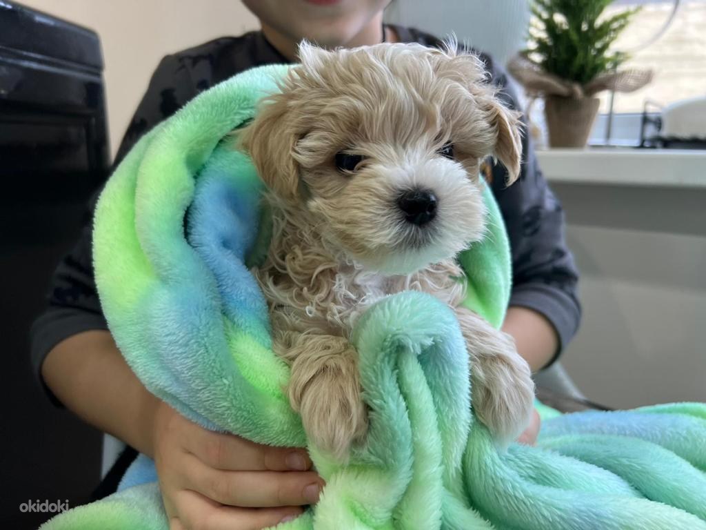 Maltipoo mini kutsikad - Tallinn, Koerad – okidoki