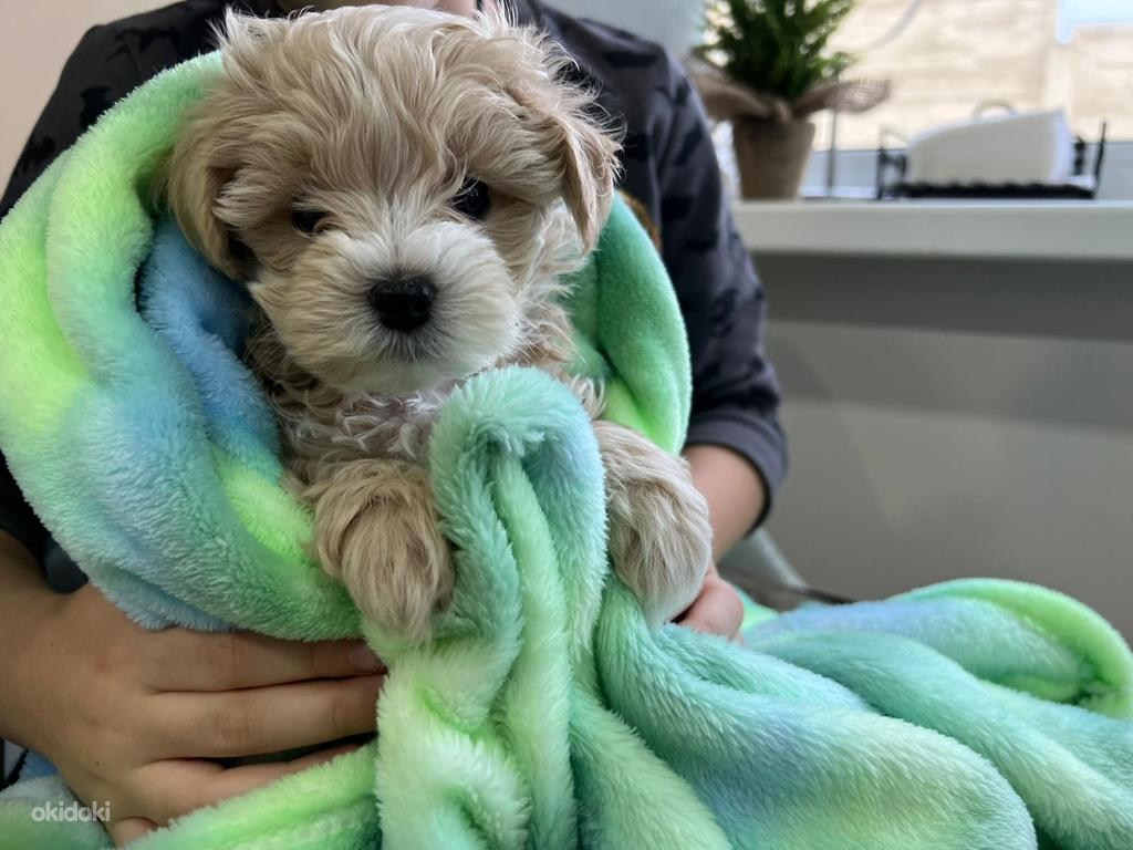 Maltipoo mini kutsikad - Tallinn, Koerad – okidoki