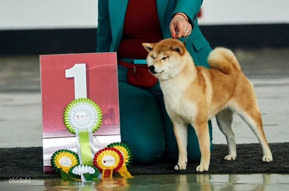 Shiba inu 4 year - Tallinn, Koerad – okidoki