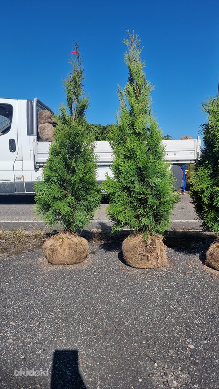 Elupuud Smaragd - Türi, Türi vald, Järvamaa, Taimed – okidoki