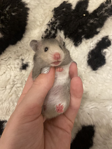 Närilised - osta soodsalt okidoki-l