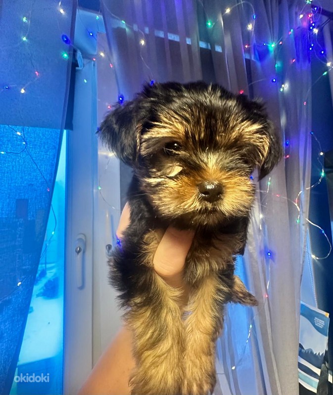 Йоркширский терьер - Tallinn, Собаки – okidoki
